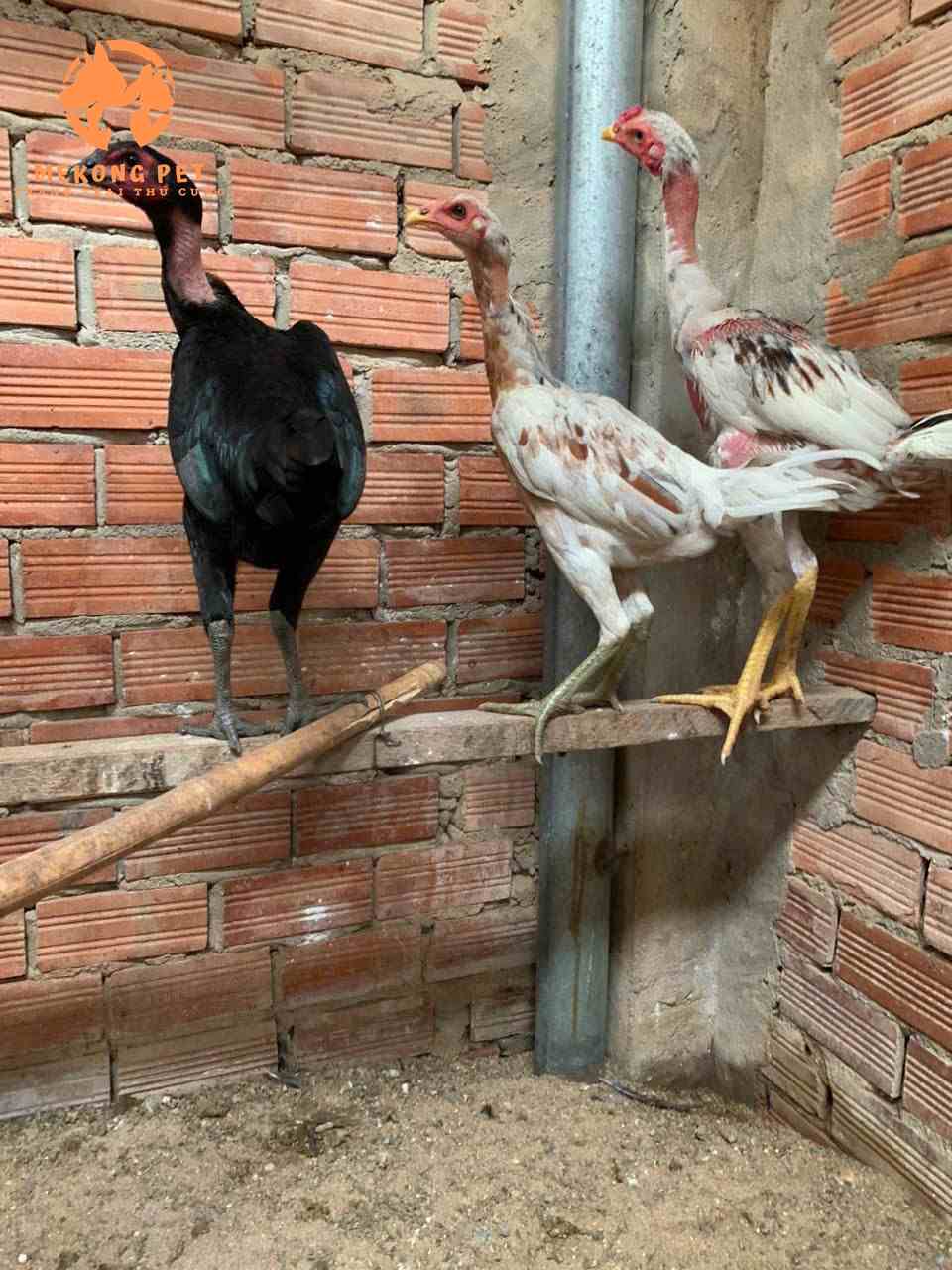 Trại Mua Bán Gà Nòi Đòn Giống, Gà Chọi Tại Tphcm, Bình Dương, Đồng Nai